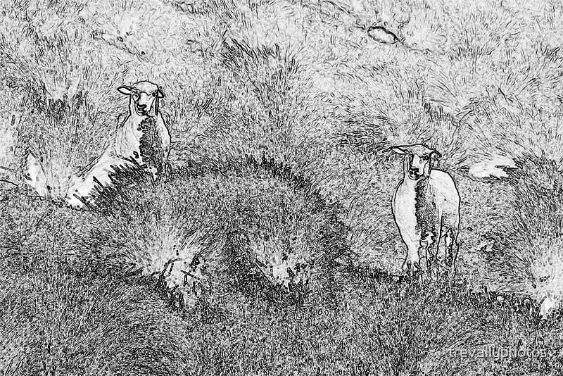 "Corriedale Sheep in Tussock - Outline Drawing" by trevallyphotos ...
