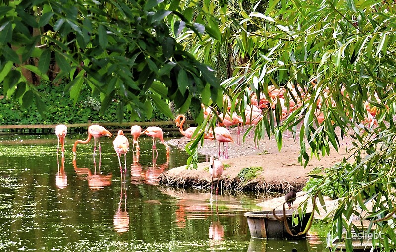 "Flamingos Feeding" by Lesliebc | Redbubble