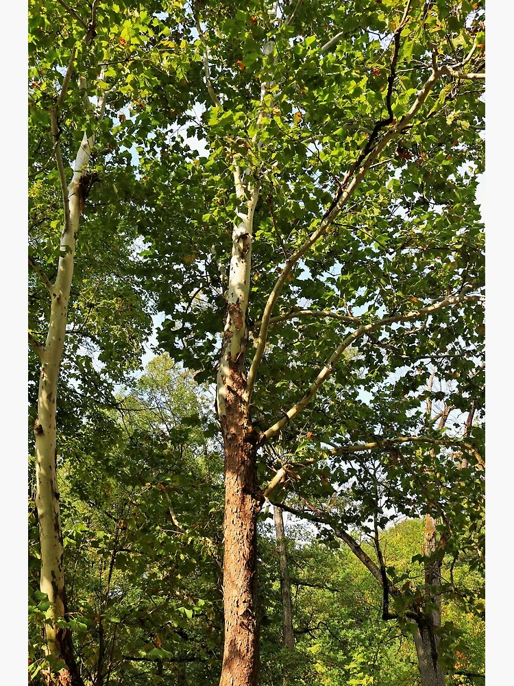 "Freedom is Sweet" Poster by Michiale | Redbubble