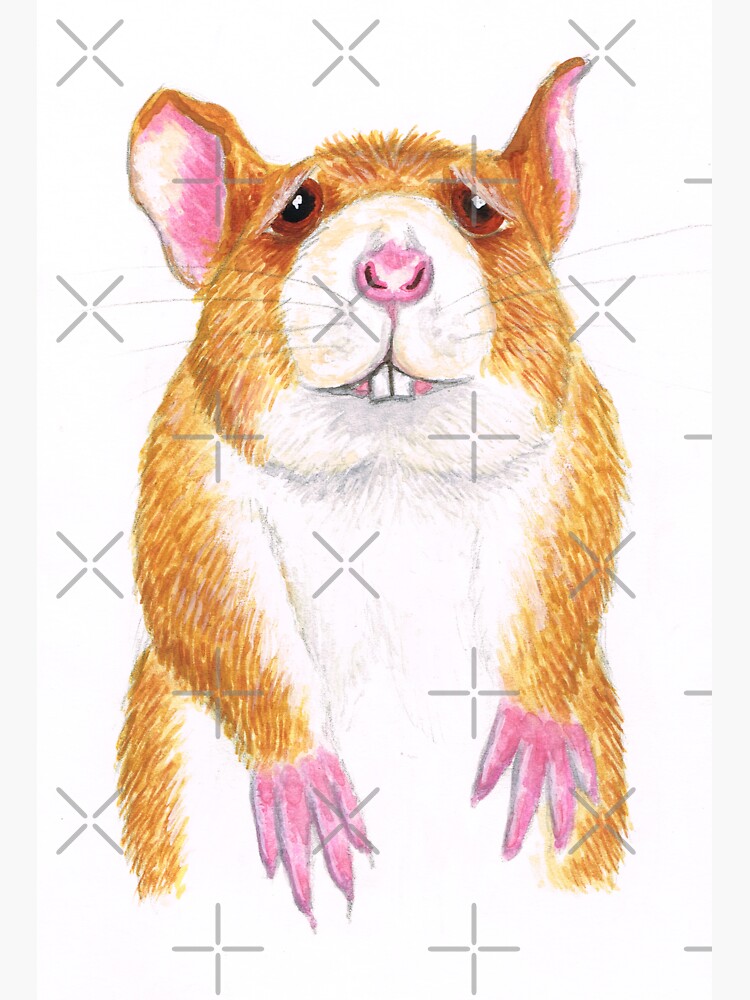 "worried rat" Sticker for Sale by mindgoop | Redbubble