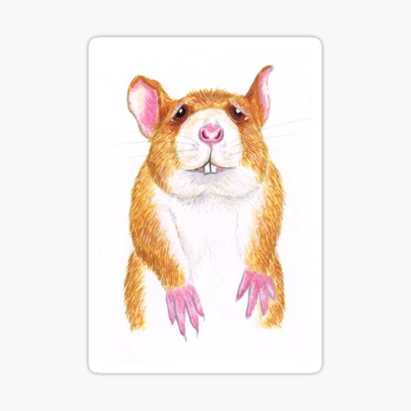 "worried rat" Sticker for Sale by mindgoop | Redbubble