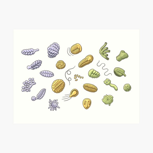 "Ediacaran Biota Fossils Illustration" Art Print for Sale by ...