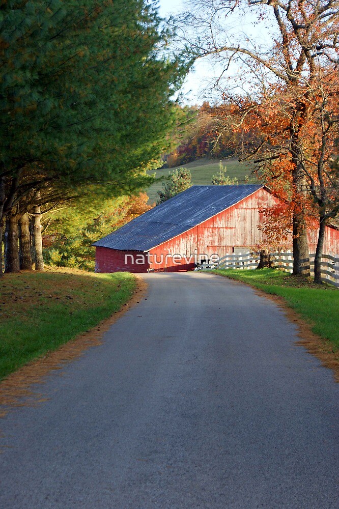 "Kentucky Barns" by naturevine | Redbubble