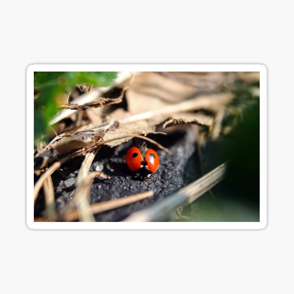"5 spot ladybird" Sticker for Sale by GreyFeatherPhot | Redbubble