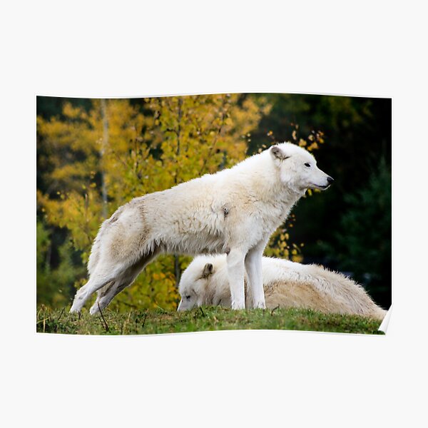 "arctic wolf stretching" Poster for Sale by mynewturtle | Redbubble