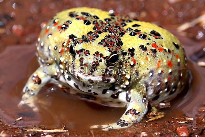 "Holy Cross Toad" by EnviroKey | Redbubble