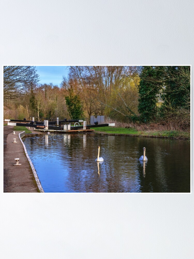 "Swans At Greenham Lock" Poster by IanWL | Redbubble