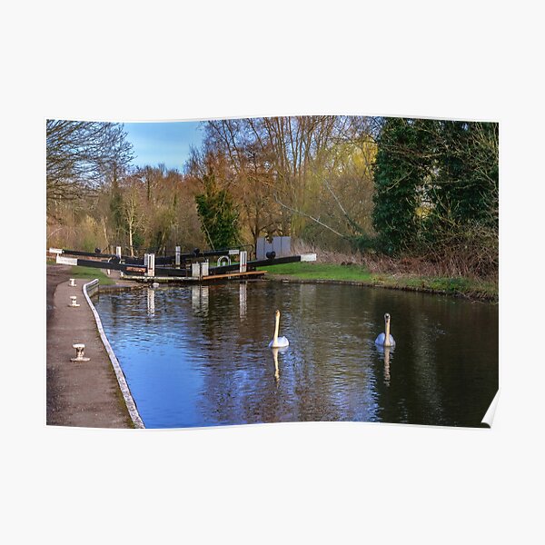 "Swans At Greenham Lock" Poster by IanWL | Redbubble