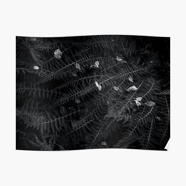 "Ferns and Leaves - BW" Poster for Sale by JamesAiken | Redbubble