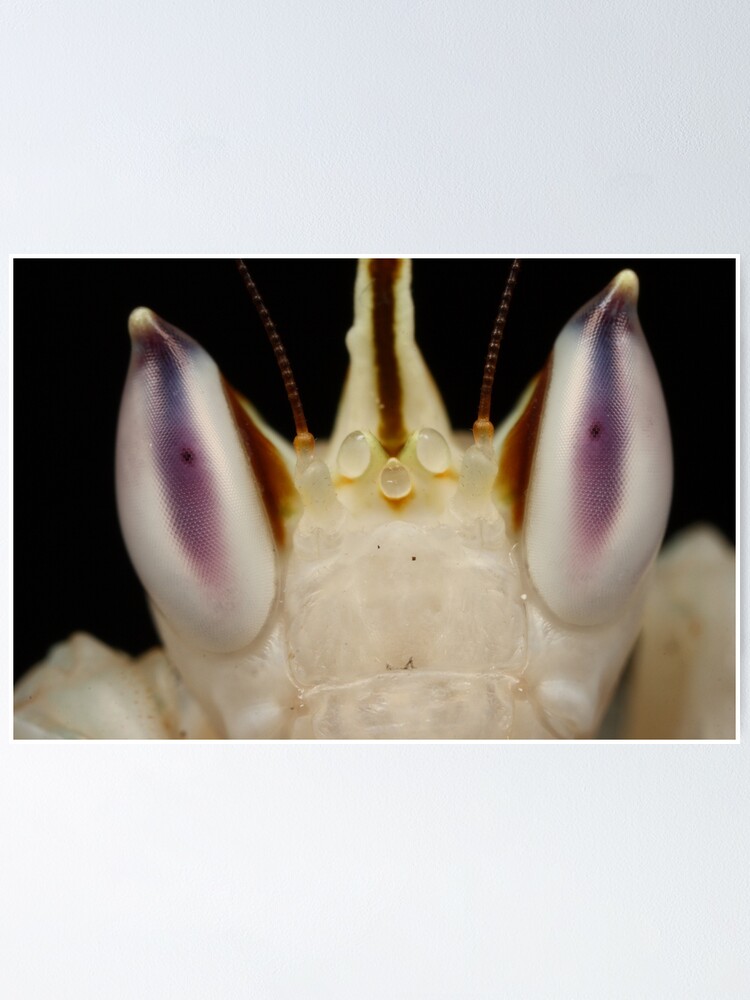"orchid mantis eyes" Poster for Sale by macrojunkie01 | Redbubble