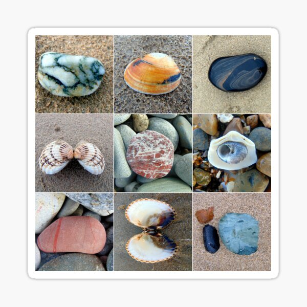 "shells and pebbles" Sticker by KathleenDawson | Redbubble