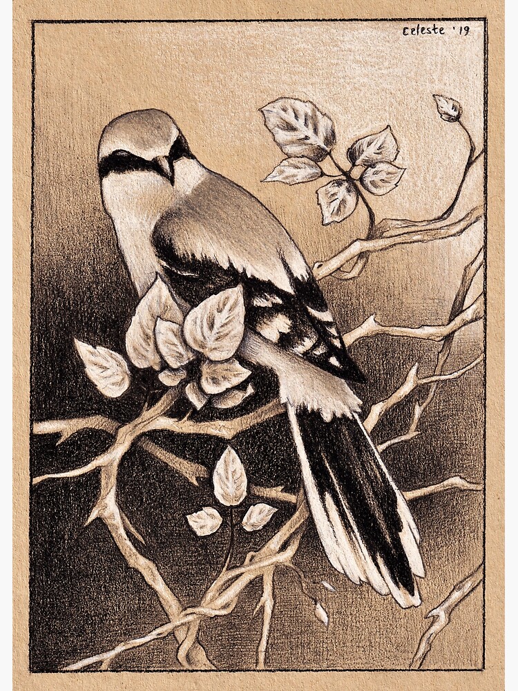 "Butcher Bird" Poster by CelesteGvnt | Redbubble