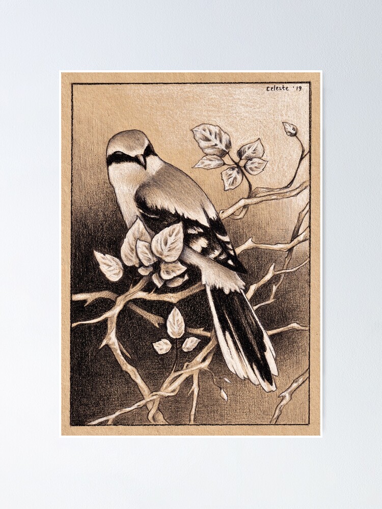 "Butcher Bird" Poster by CelesteGvnt | Redbubble