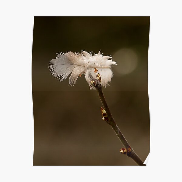 "The balance of Nature" Poster for Sale by Nethycurl | Redbubble