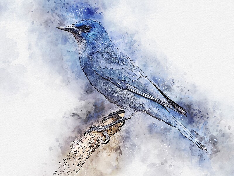 "Pinyon Jay" by John Novis | Redbubble