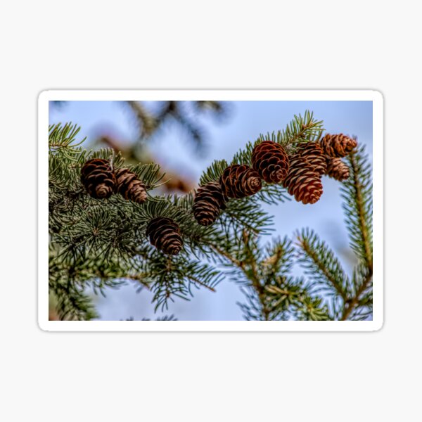 "Pine Cones in HDR" Sticker for Sale by CanadianWild418 | Redbubble