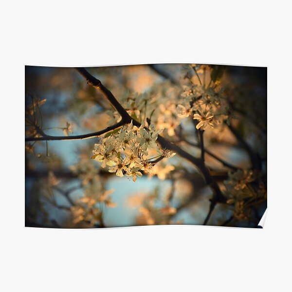 "In Natural Light" Poster by HecateBast | Redbubble