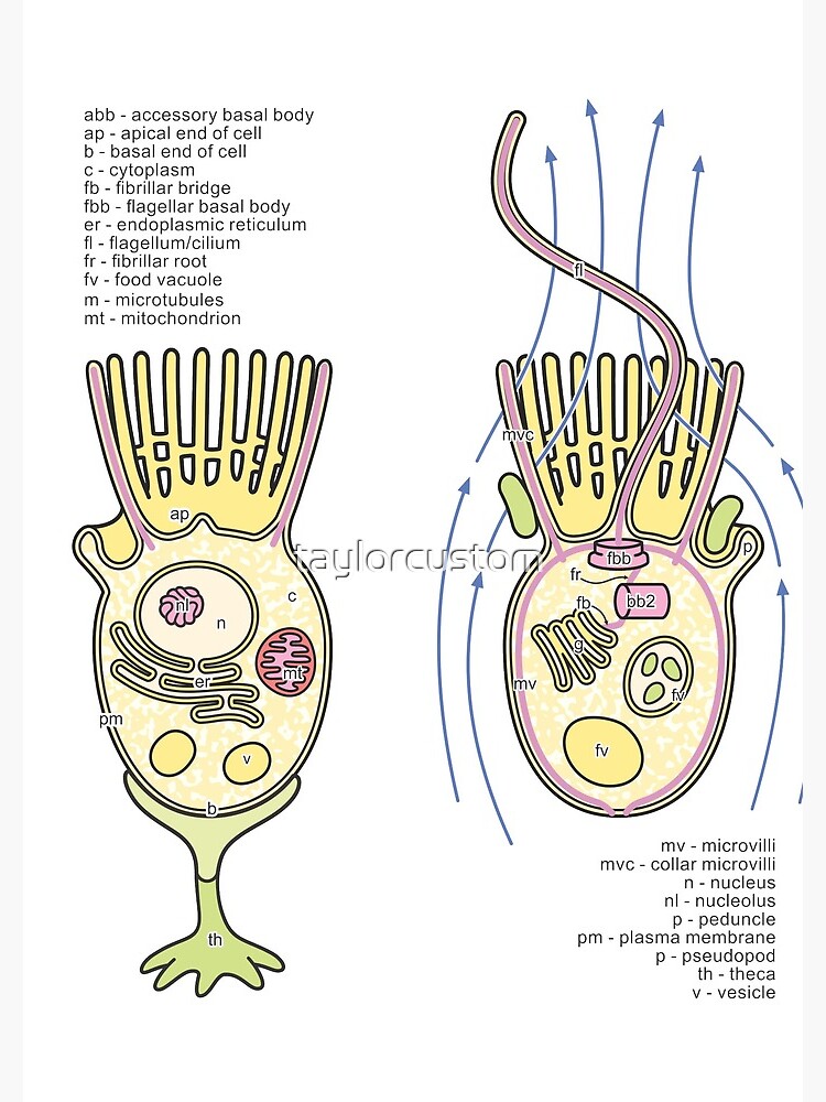 "Choanoflagellate Structure Diagram with Labels" Spiral Notebook for ...