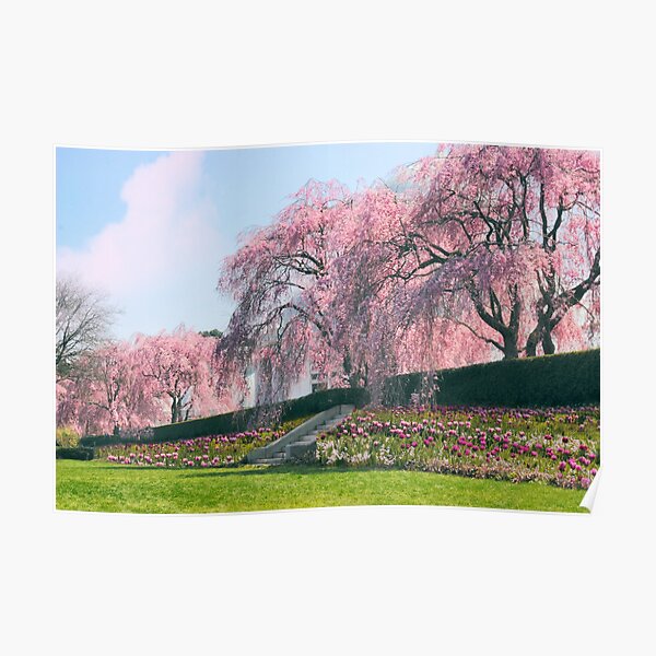 "Weeping Spring Cherry " Poster by jjenney | Redbubble