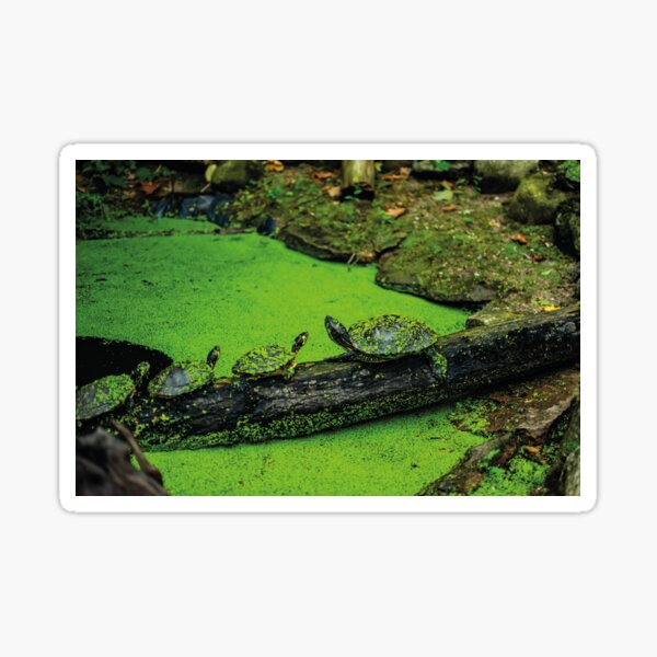 "Terrapin line" Sticker by arc1 | Redbubble