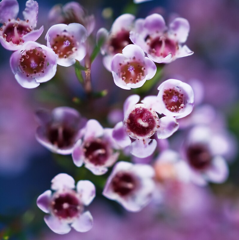 "So Many Things" by Angela Ardis | Redbubble