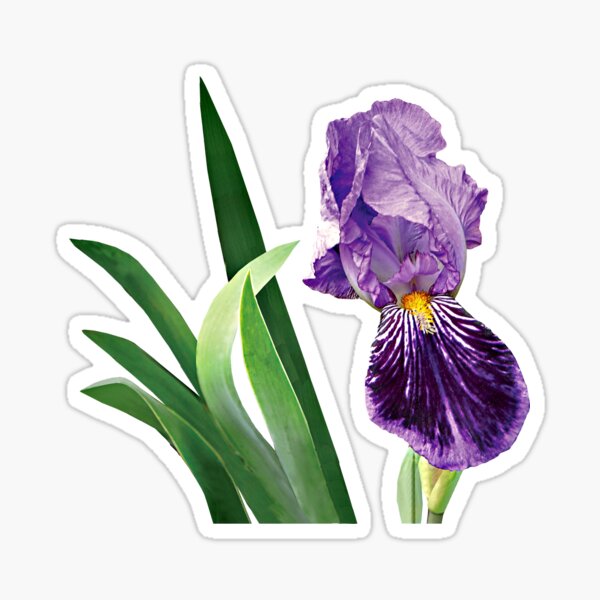"Striped Purple Iris " Sticker for Sale by Susan Savad | Redbubble
