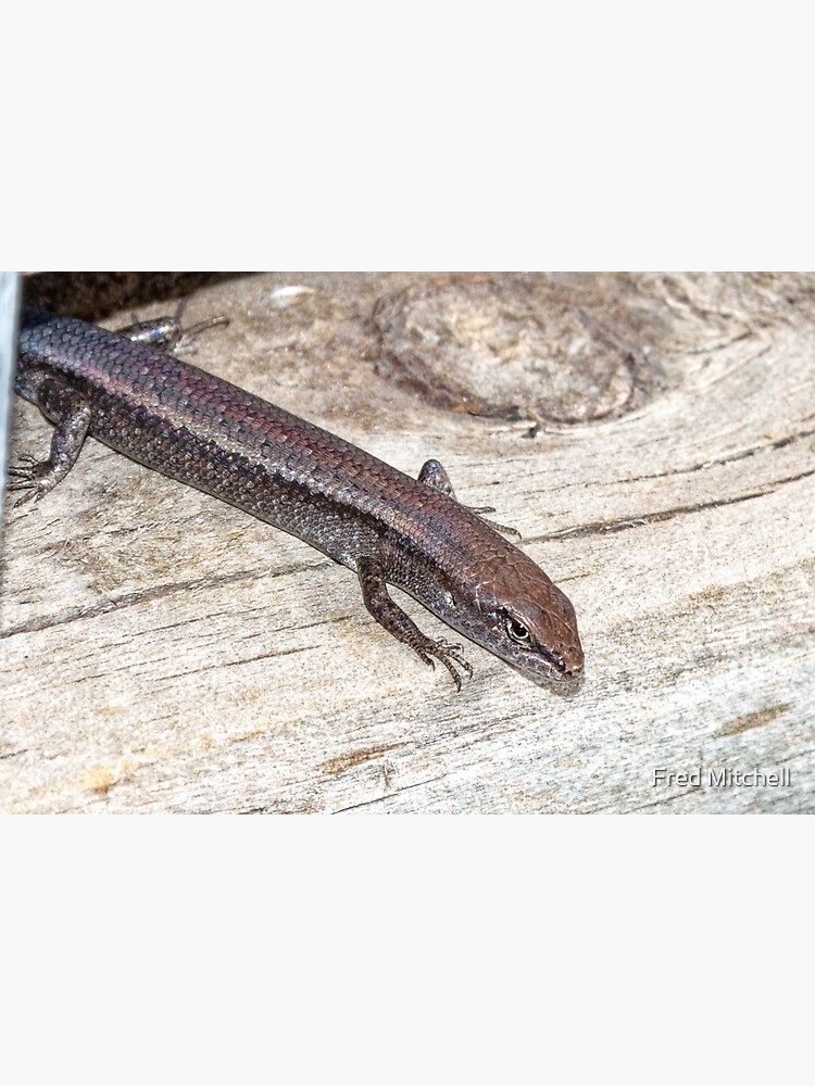 "Wide awake skink 20190313 0277 " Sticker for Sale by FailingMemory ...