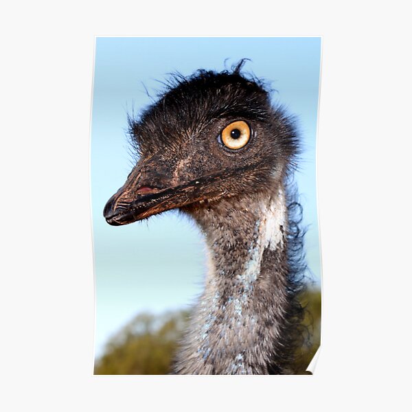 Emu Face Posters | Redbubble