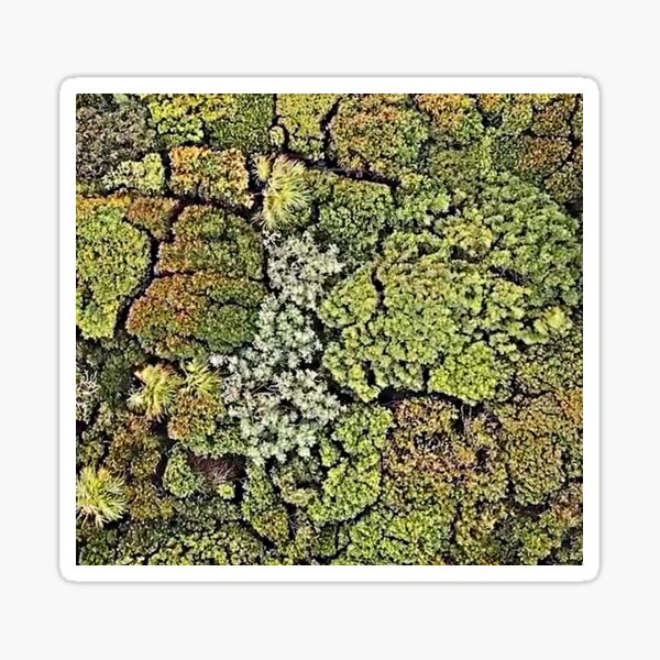"moss" Sticker for Sale by comtessek | Redbubble