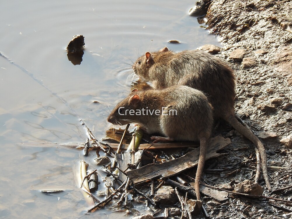 "Ratty and Ratty" by CreativeEm | Redbubble