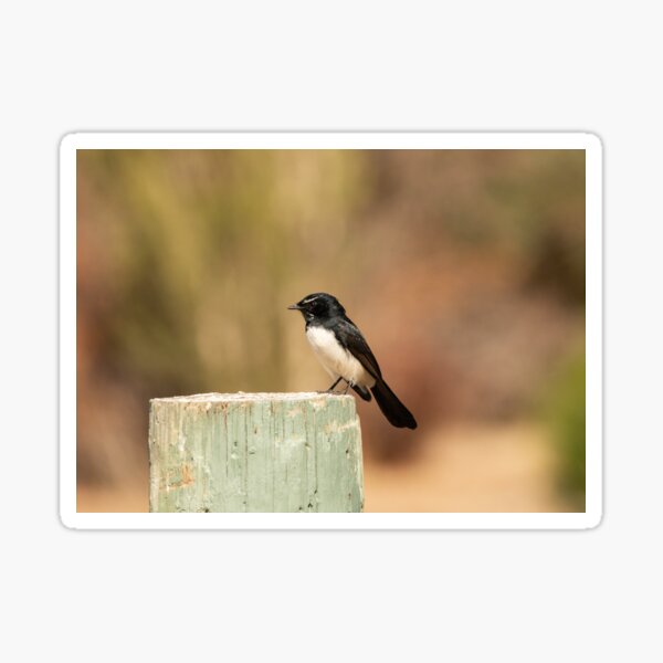 "Willy Wagtail" Sticker for Sale by SusanAdey | Redbubble