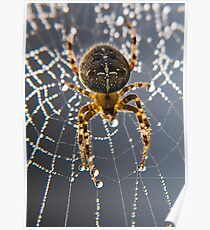 Predator: Posters | Redbubble