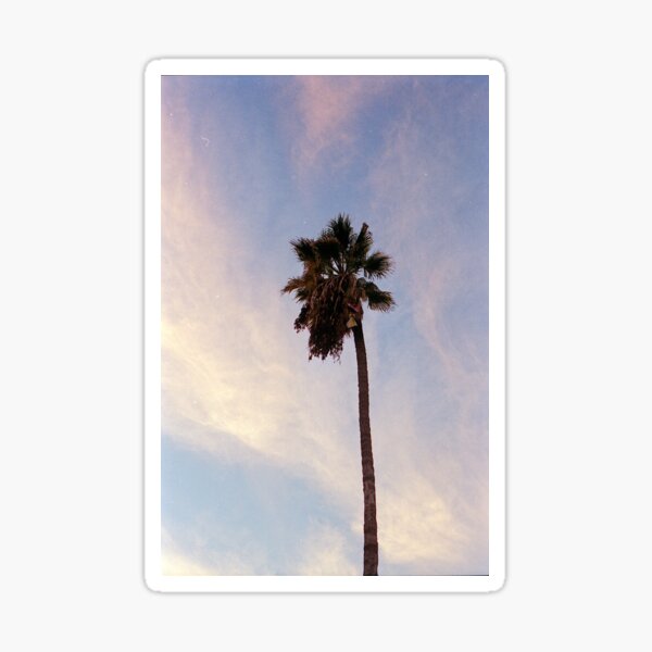 "Pink palm portrait" Sticker by joshsteich | Redbubble