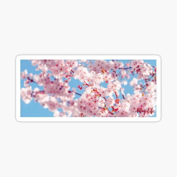 "Bright Pink Spring Cherry Blossom Photo" Sticker for Sale by ...