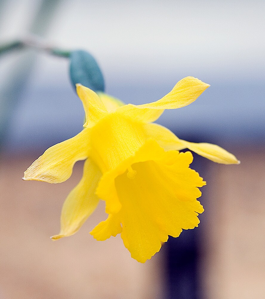 "Daffodil" by mike1242 | Redbubble