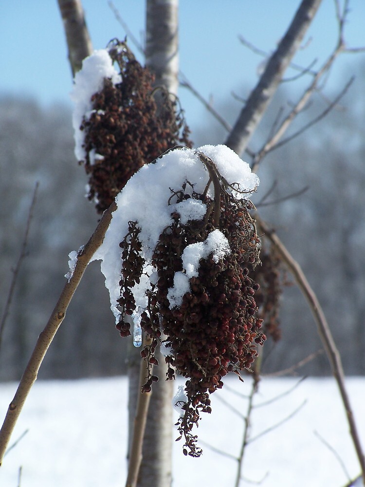 "Snow covered weed in a field" by Angie Hammond | Redbubble