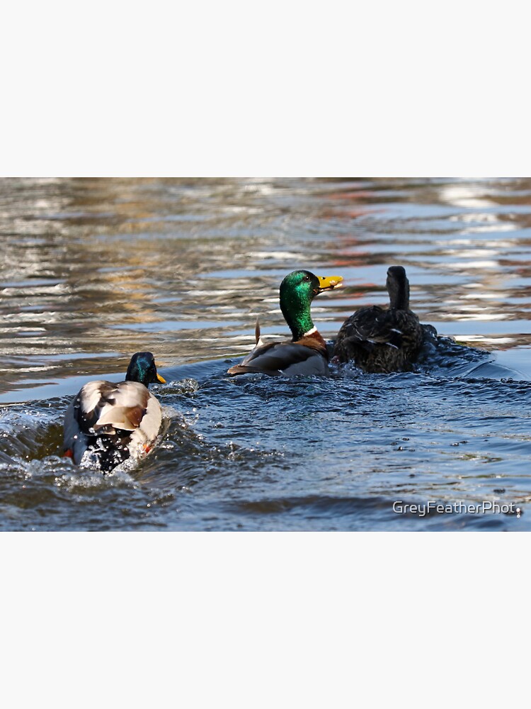 "Pursuit" Sticker for Sale by GreyFeatherPhot | Redbubble