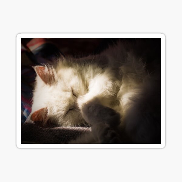 "Sleeping White Cat" Sticker by jojobob | Redbubble