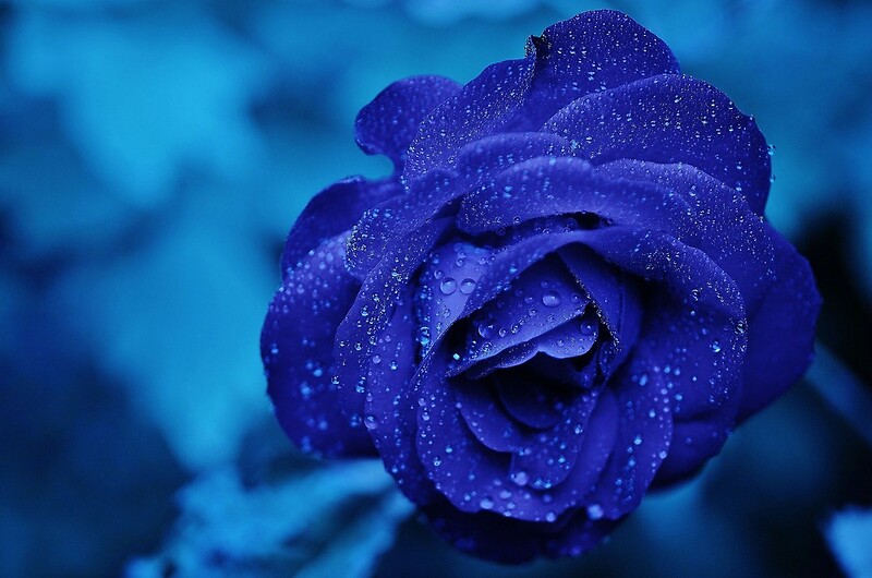 "Blue Rose Fantasy" by Brigianna | Redbubble
