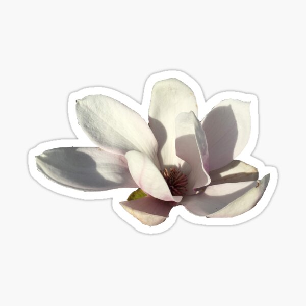 "Magnolia Flower" Sticker by InkWorks | Redbubble