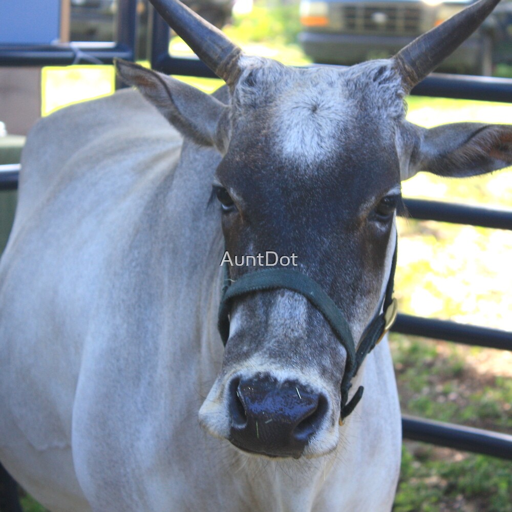 "Miniature Zebu Bull" by AuntDot | Redbubble