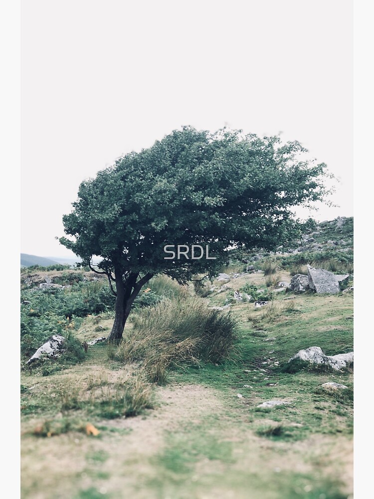 "Lone tree" Sticker by SRDL | Redbubble