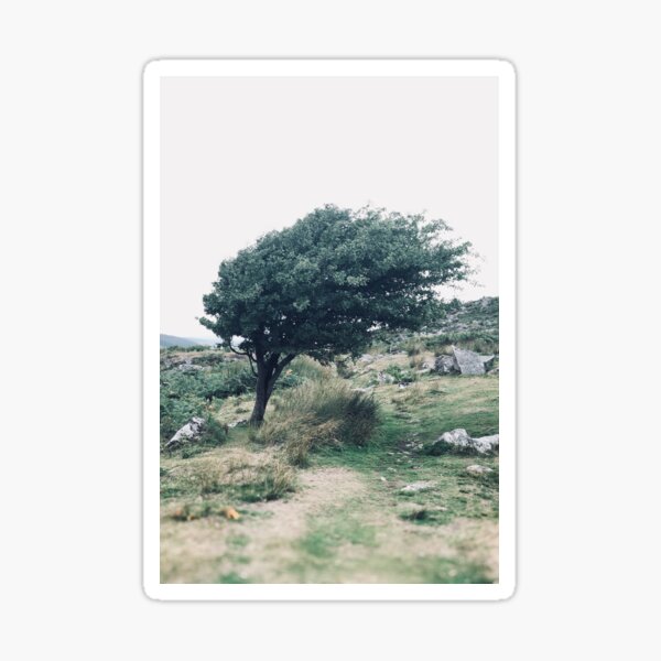 "Lone tree" Sticker by SRDL | Redbubble