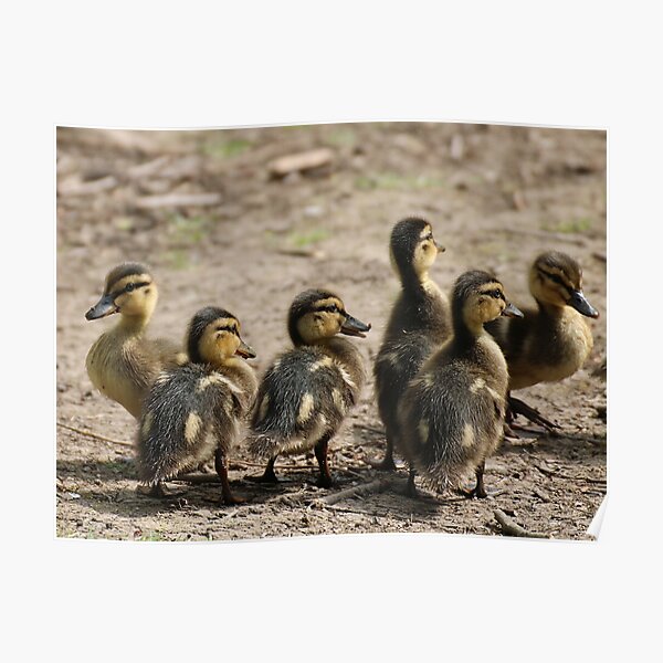 "chicks" Poster for Sale by Tammysax | Redbubble