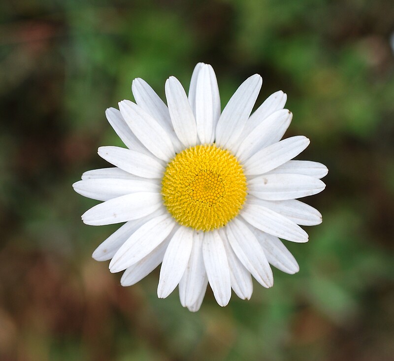 "Wild Flower 00003" by mike1242 | Redbubble