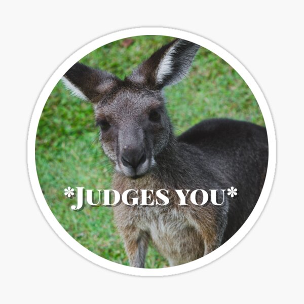 "Judgemental Kangaroo" Sticker by del-photo | Redbubble