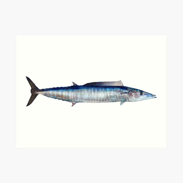 "Wahoo" Art Print for Sale by lureguru | Redbubble