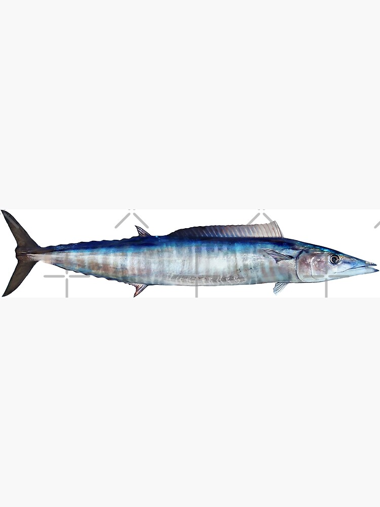 "Wahoo" Art Print for Sale by lureguru | Redbubble