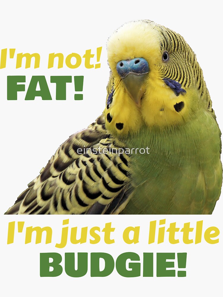 "Funny Fat Budgie Parakeet Parrot" Sticker for Sale by einsteinparrot ...