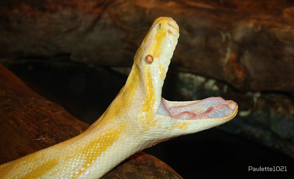 "Big Mouth Python" by Paulette1021 | Redbubble